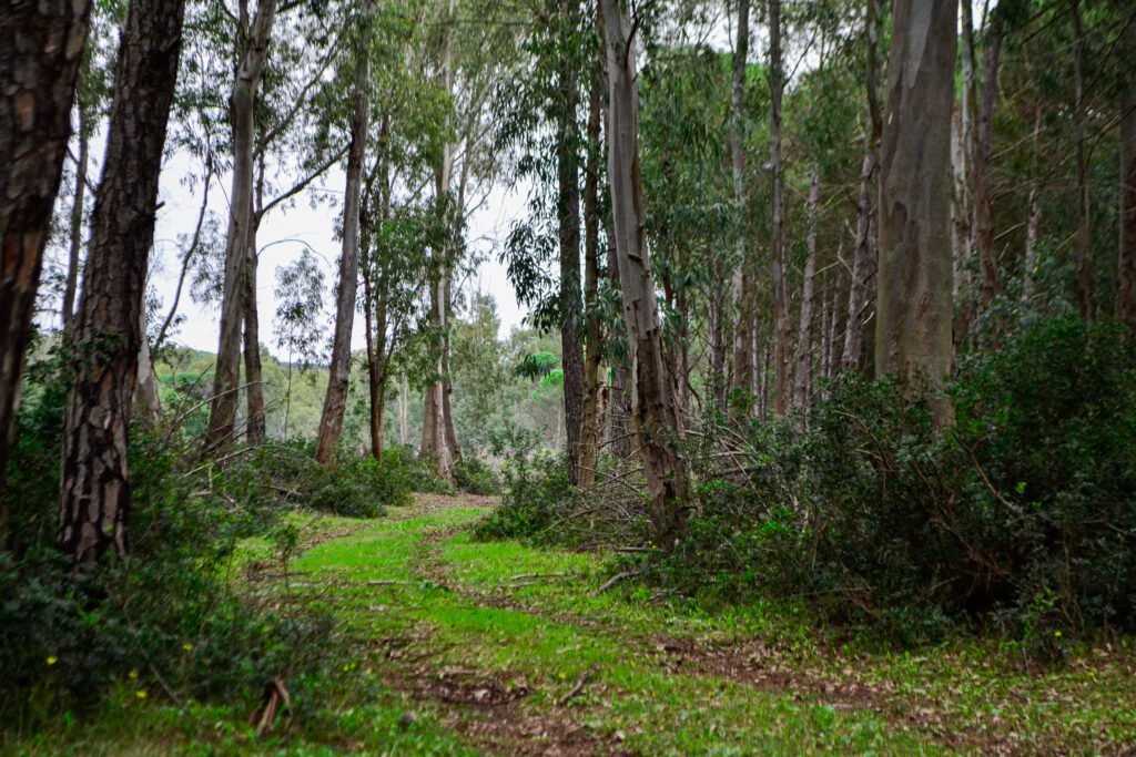 ZETA HIKE - RANDONNÉE FORÊT BIZERTE - Tunisian Campers